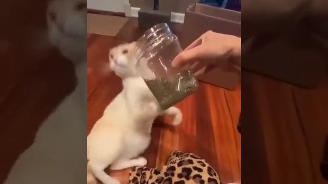 Эх, хороша кошачья мята ?