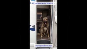 коротко о канале Kangalа #shorts