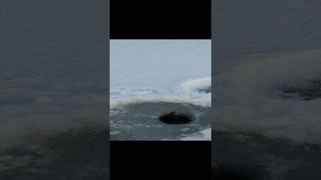 КЛЁВ.