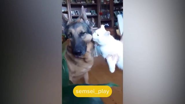 Смешные моменты с животными: подборка!