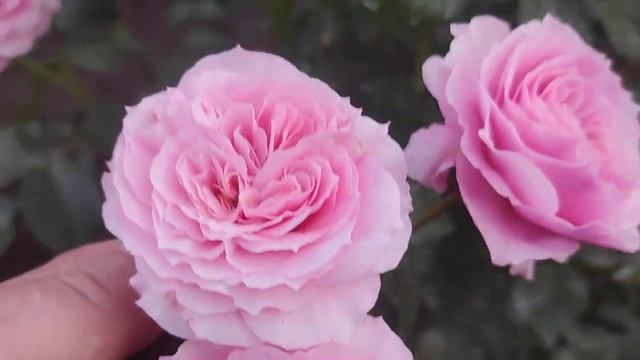Роза Пиппин Pippin(Climbing Rose) - смотреть видео онлайн от ...