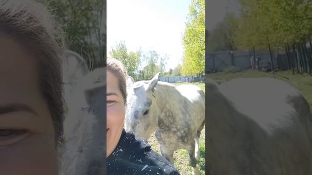 Мое любимое хобби - это лошади .