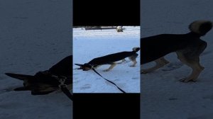 ❗Последний день осени ❄ Гуляем с Чернышом❗ #shorts #short #shortsvideo #dogs #Черныш #зима #собака