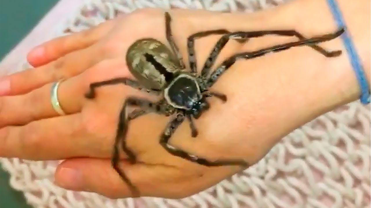 Нашествие пауков 9. Подборка