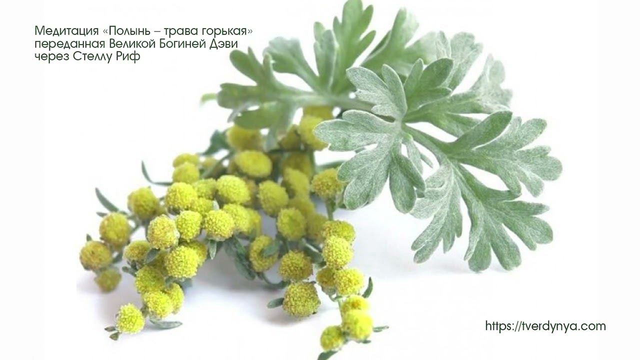 Медитация Дэви «Полынь – трава горькая»