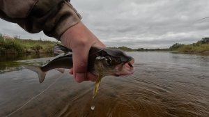 В ПЕРЕКАТЕ ЕСТЬ ХАРИУС НО КРУПНЯК В ПЛЁСО