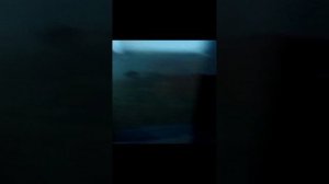 какими трудностями столкнётся тот, кто заведёт бета-петушка? рум тур)