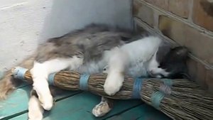 котенок спит в обнимку