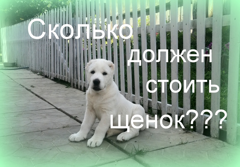 Сколько должен стоить щенок?