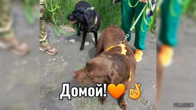 Лабрадор Лайма нашла семью.
