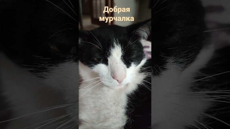 #кот мурчит с самого утра. Какой же он #душка! #милота #мило #коты #мурчик #мурчи #мурчание