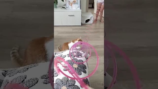кот Тихон.