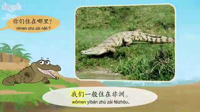 КИТАЙСКИЙ (Нильский Крокодил - 尼罗河鳄鱼) A1-17