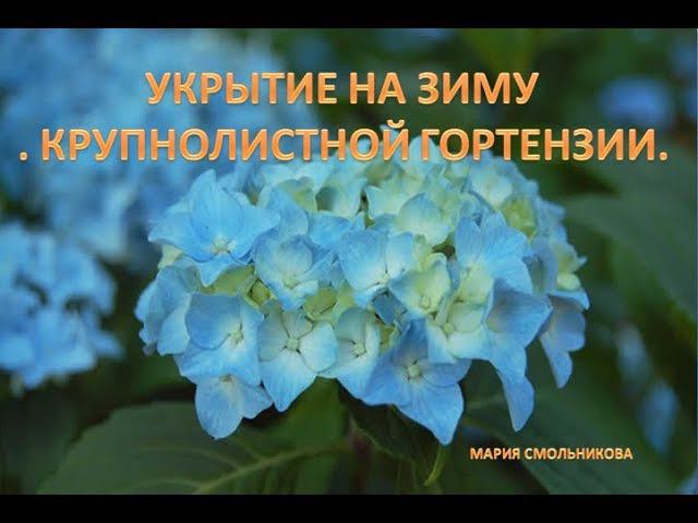 Укрытие на зиму крупнолистной гортензии .