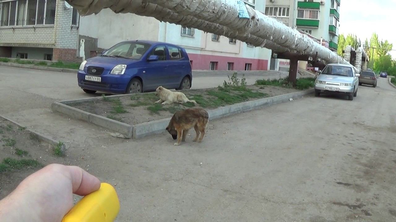 собаки не боятся  отпугивателя  собак.