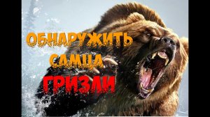 (обкаружить самца Гризли)