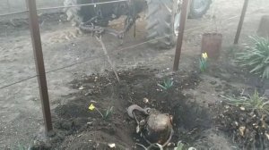 Трактор МТЗ 82.1 вытаскивает корень без проблем./.! Молдова
