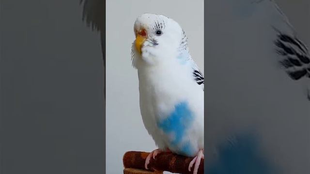 Чипи Чипи Чапа Чапа,милый попугайчик.Видео не моё