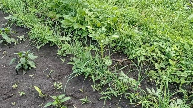 #Огородный влог// Мои растишки.