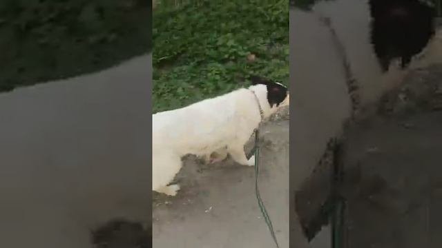 Дружок ищет дом|Собака в добрые руки|Бездомные животные