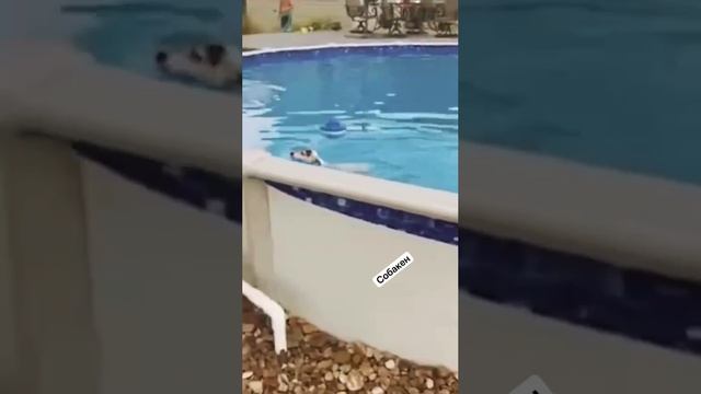 юмор