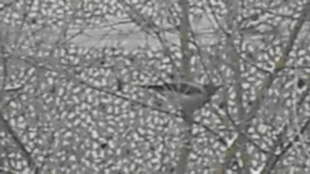 Вороны на ветках 3515 DSCN5015