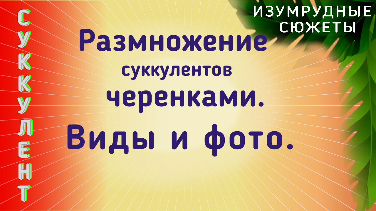 Размножение Суккулентов Черенками. Виды Суккулентов С Фото. Моя Посылка.