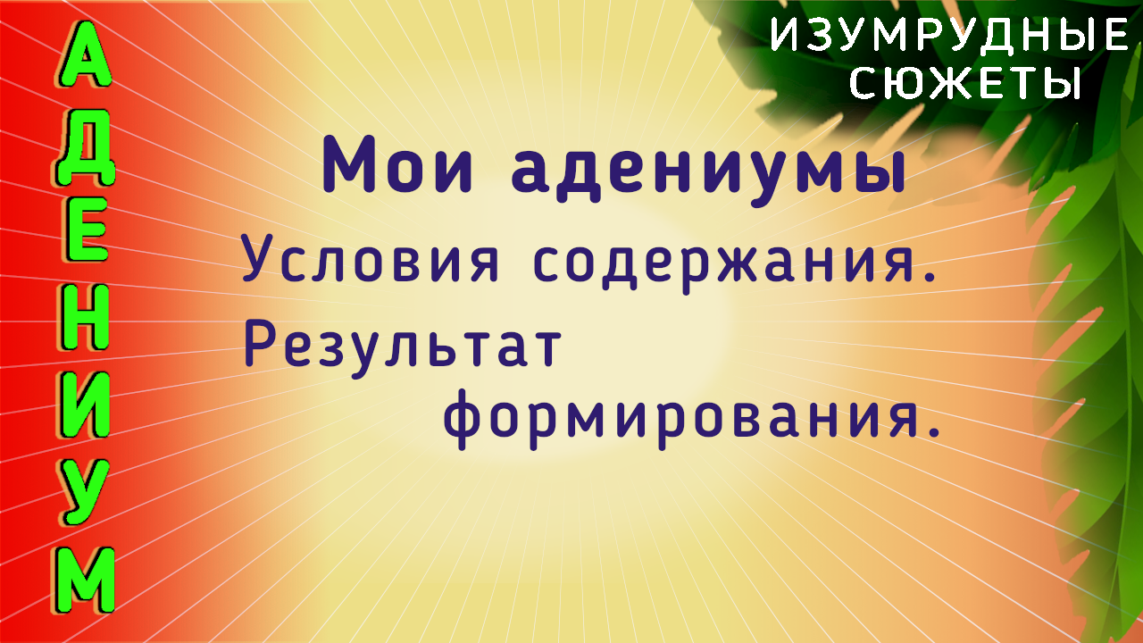 Обзор Моих Адениумов. Условия Содержания.  Формирование Адениума || Результат.
