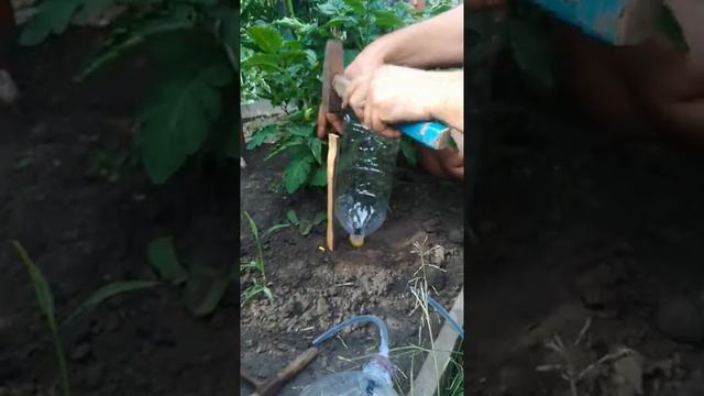 Корневой полив. Установка бутылки