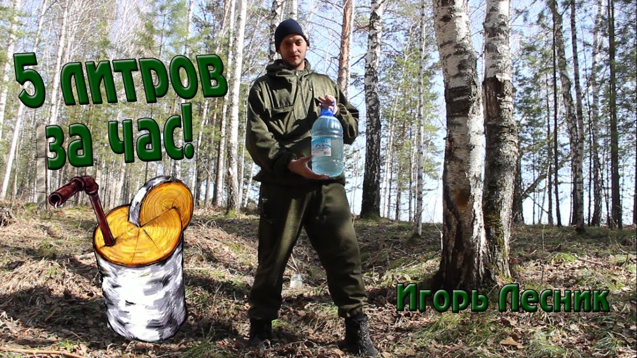 5 литров за 1 час. Берёзовый сок. Как заготовить.