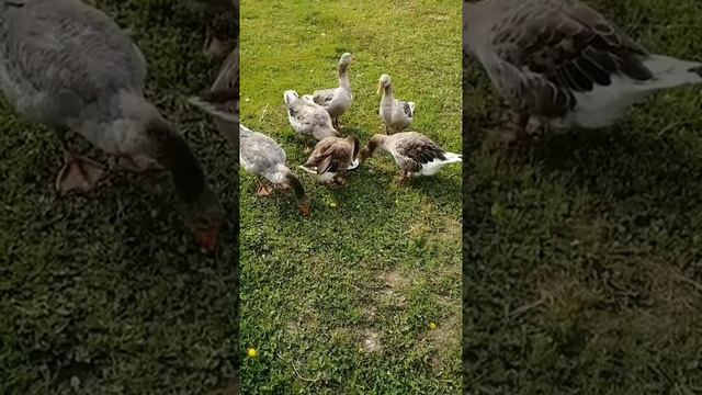 Гуська танцор))