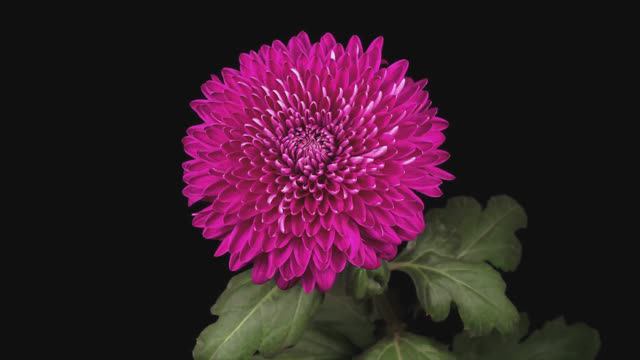 "Познай самого себя". 18 июня. День за днем в Ал-анон. Ежедневник для созависимых