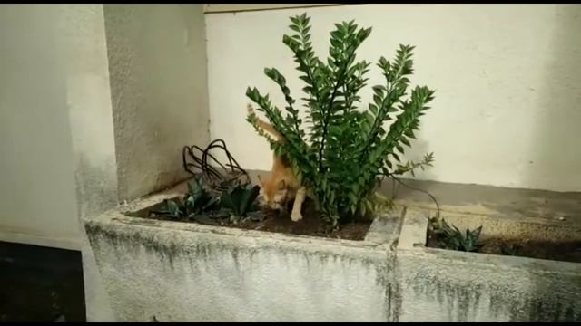 Рыжие коты - НЯШКИ....mp4