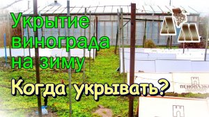 🍇 Укрытие винограда на зиму - 1. Сроки укрытия
