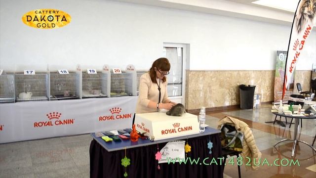 RUI Cat Show XX Открытый Чемпионат Украины Харьковский гламур Выставка ...