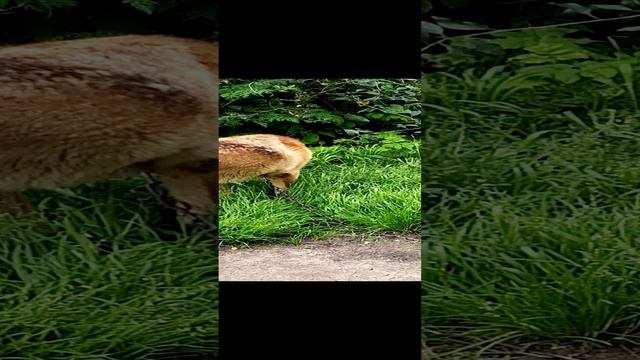 Пёс щиплет траву прикол