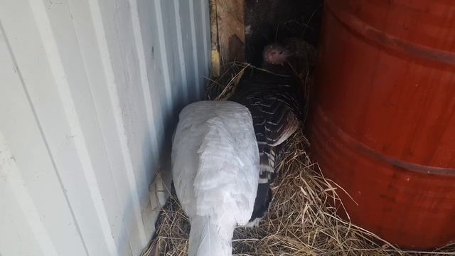 В каком возрасте начинают нестись индюшка