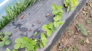 Сильно хлорозит клубника Вивара в балагане на 12 апреля