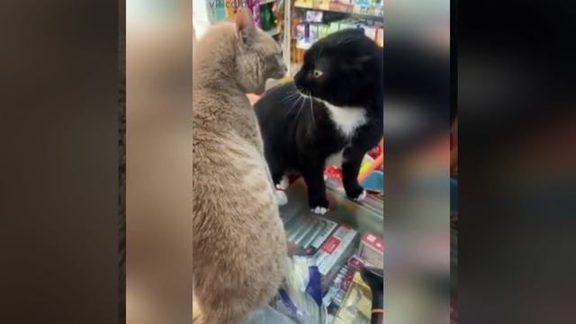 Кто хозяин этой лавки? ???