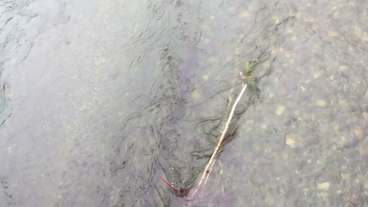 Рыбалка в Кубайке, река Она, Хакасия