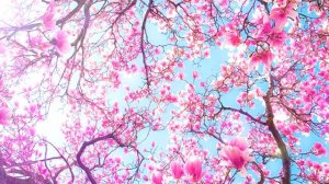 Beautiful JAPANESE music for soul and relaxation