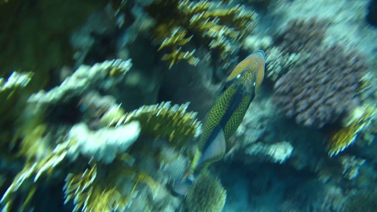 F1 by trigger fish :)