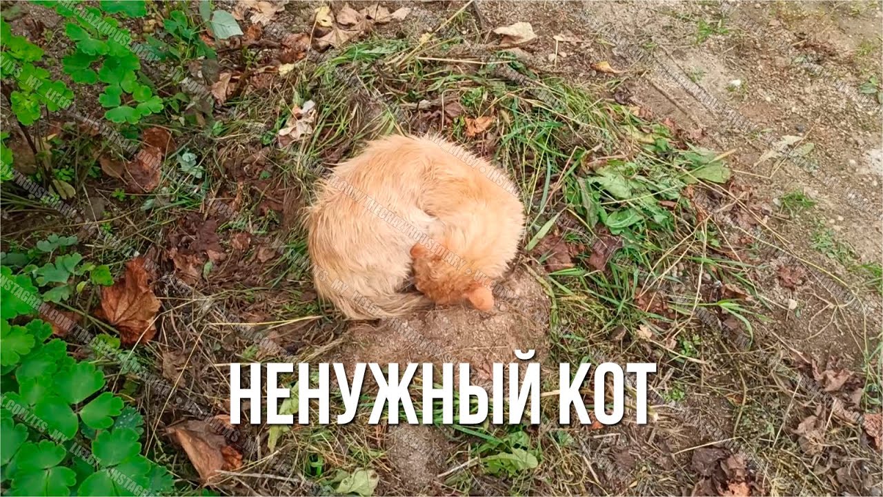 Ненужный кот