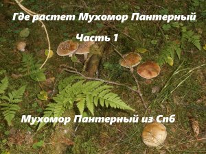 Где собирать мухоморы пантерные в Спб и Лен. обл. часть 1