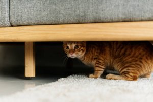 Почему кошка прячется, когда болеет