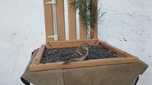 Чечётка На Кормушке