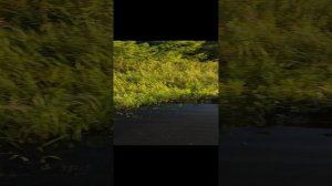 потоп
