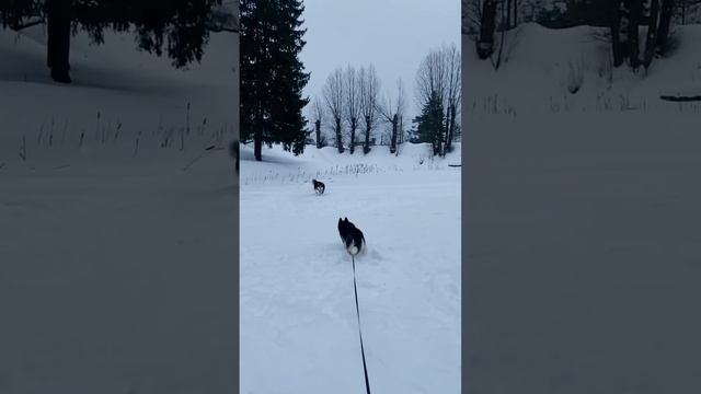 Сумасшедшие зверята? #жгут #siberianhusky #youtubeshorts