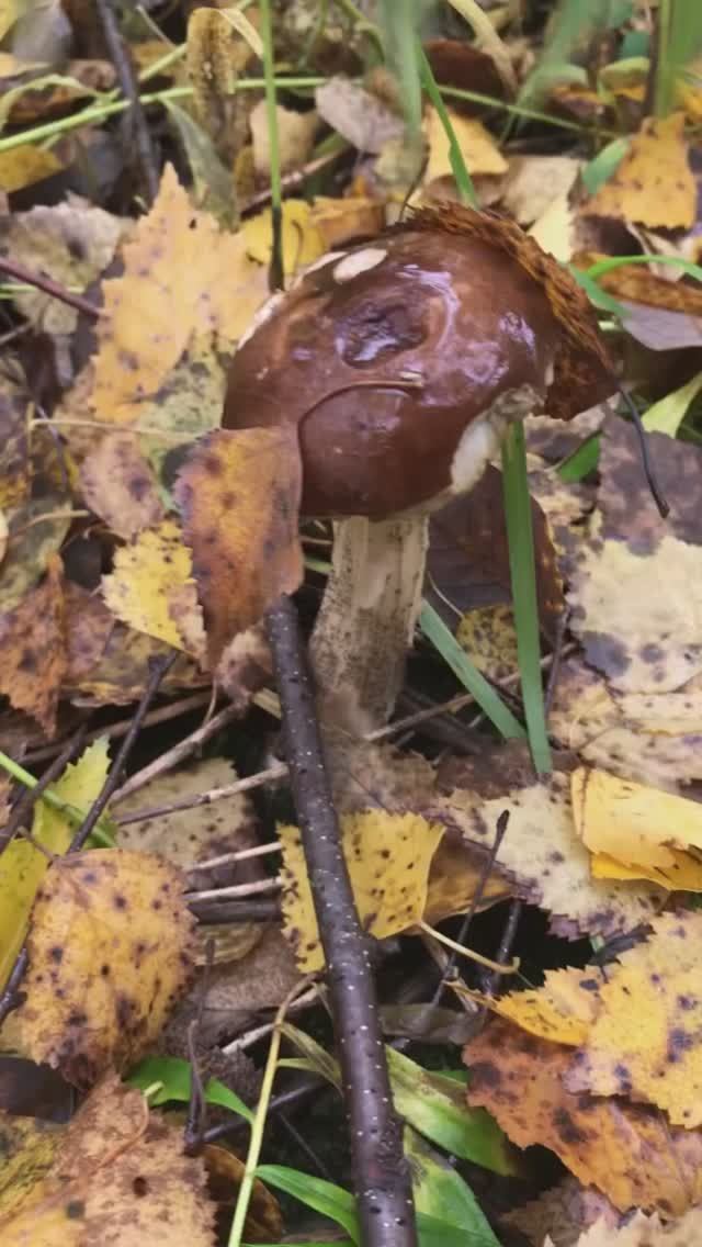 3 подберёзовика. Нашли берёзовую посадку, а там полно грибов?