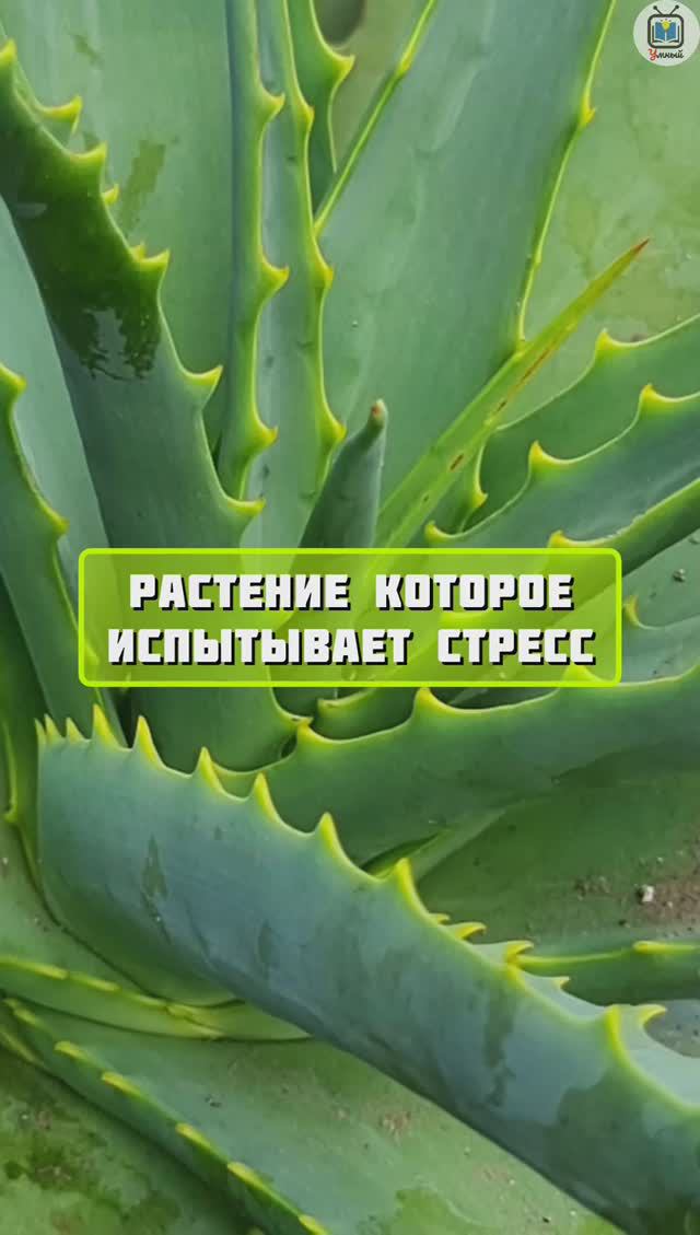 Интересный факт о алоэ / удивительные растения